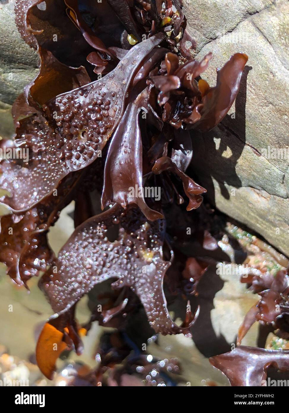 Mastocarpus papillatus hi-res stock photography and images - Alamy