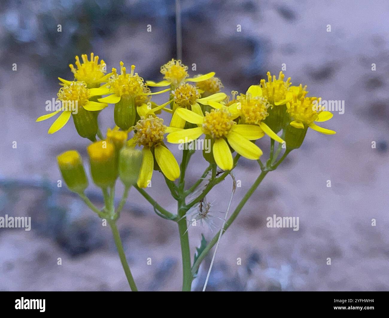 Multilobata hi-res stock photography and images - Alamy