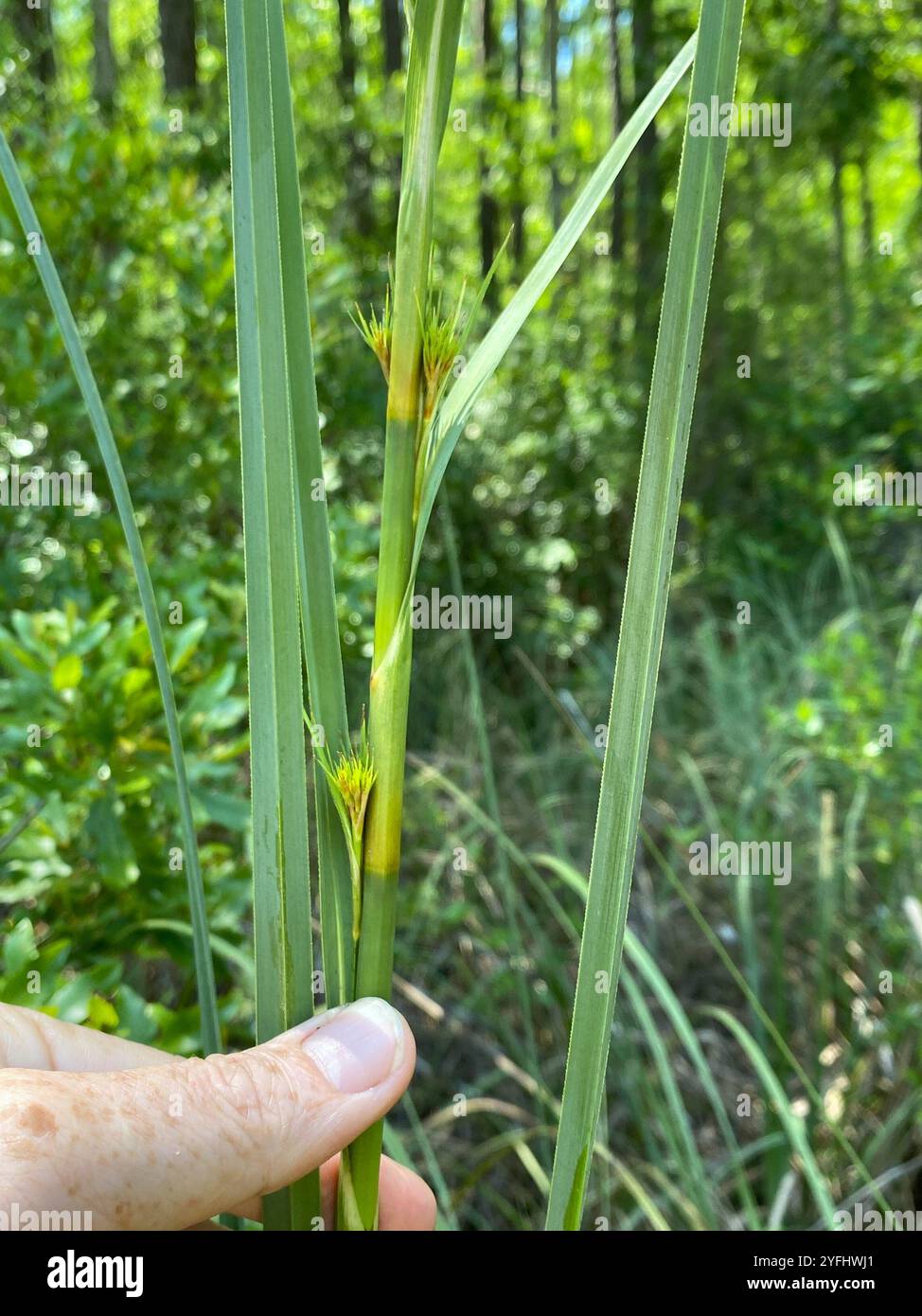Jamaica swamp sawgrass (Cladium mariscus jamaicense Stock Photo - Alamy