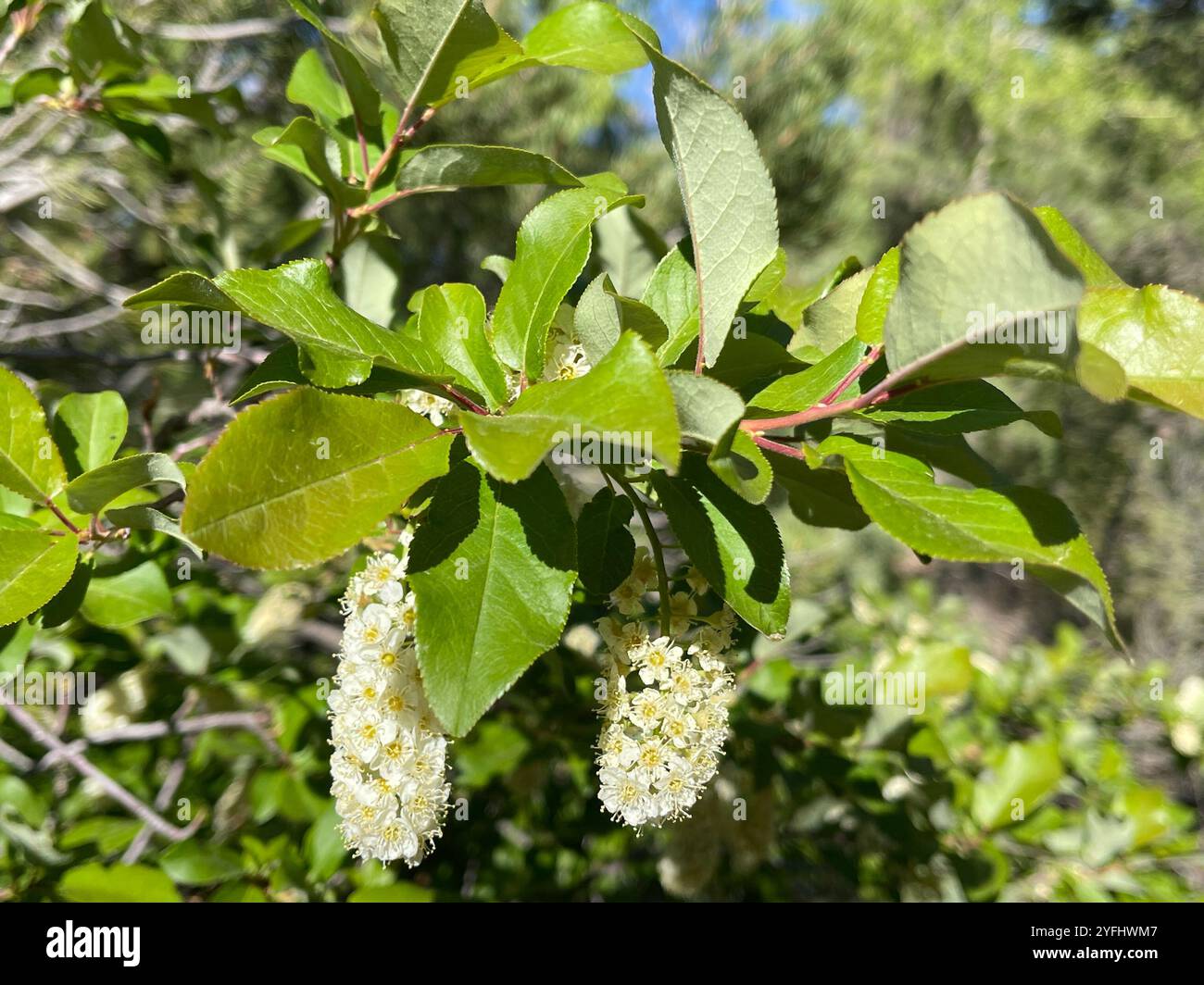 chokecherry (Prunus virginiana Stock Photo - Alamy