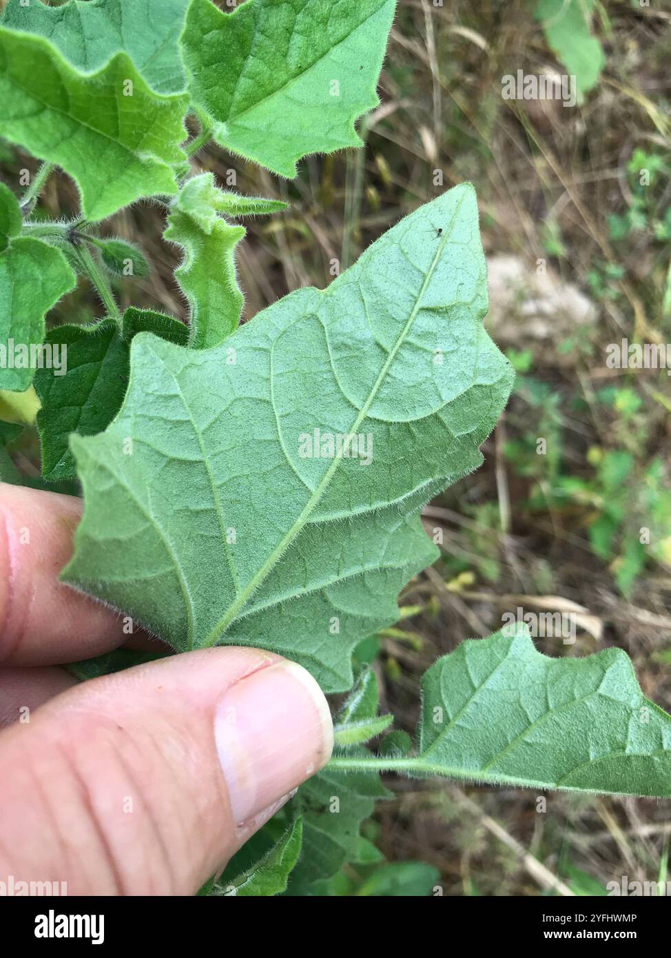 clammy groundcherry (Physalis heterophylla Stock Photo - Alamy