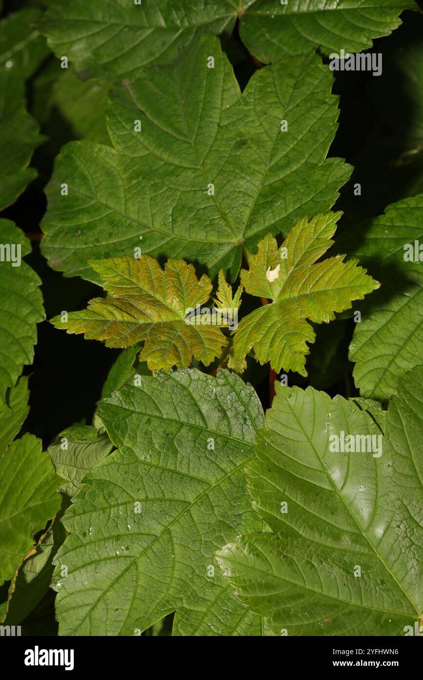 sycamore maple (Acer pseudoplatanus Stock Photo - Alamy