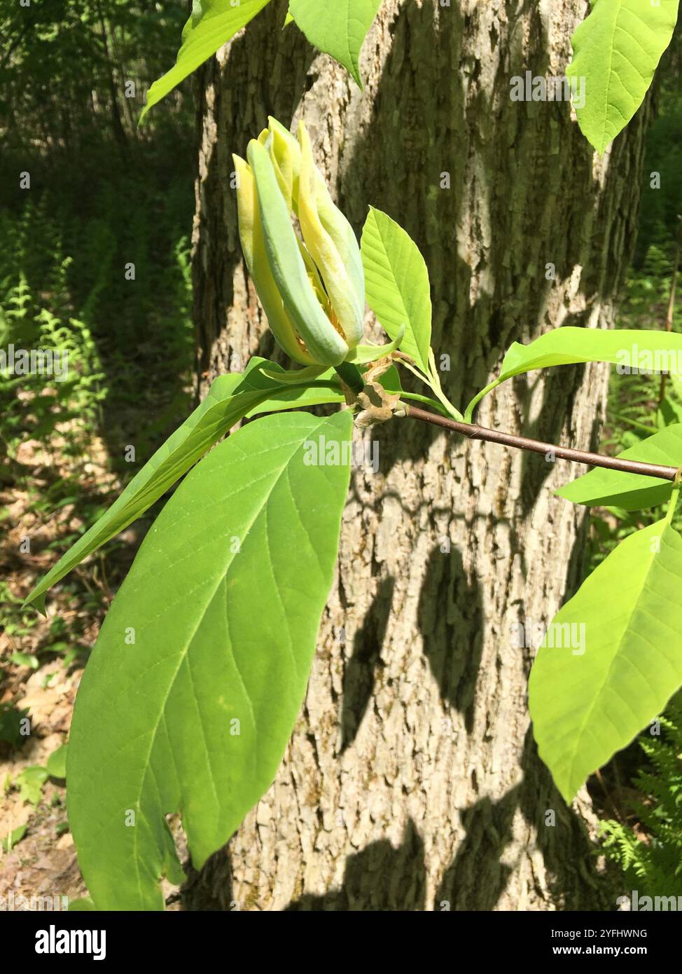Cucumber-tree (Magnolia acuminata Stock Photo - Alamy