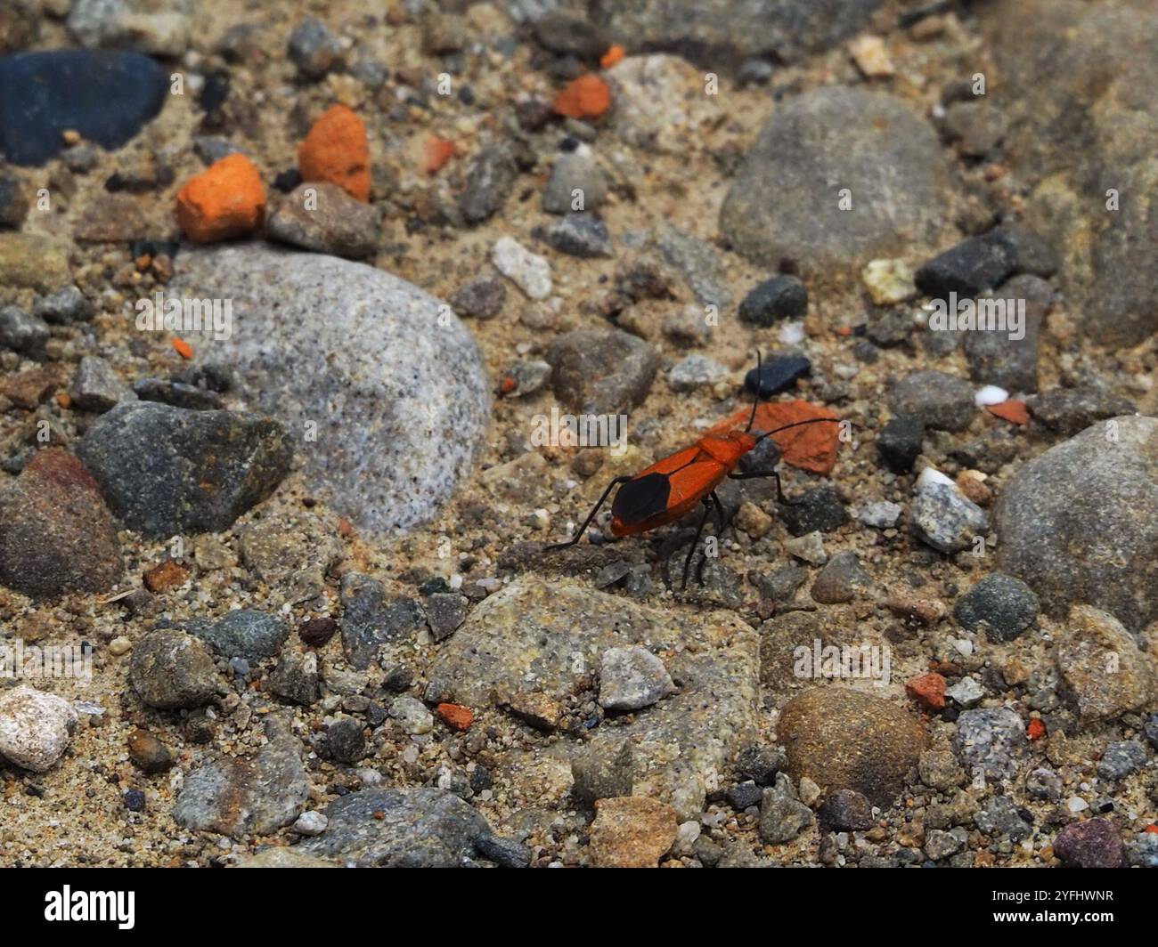 Old World Soapberry Bugs (Leptocoris Stock Photo - Alamy
