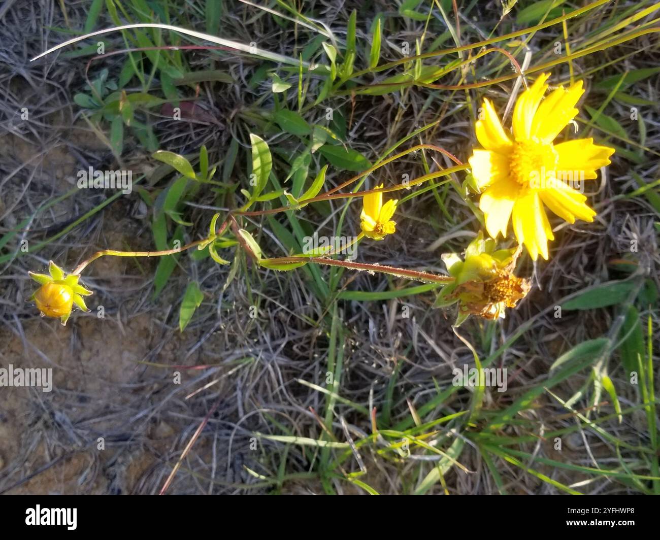 Lance-leaved Coreopsis (Coreopsis lanceolata Stock Photo - Alamy