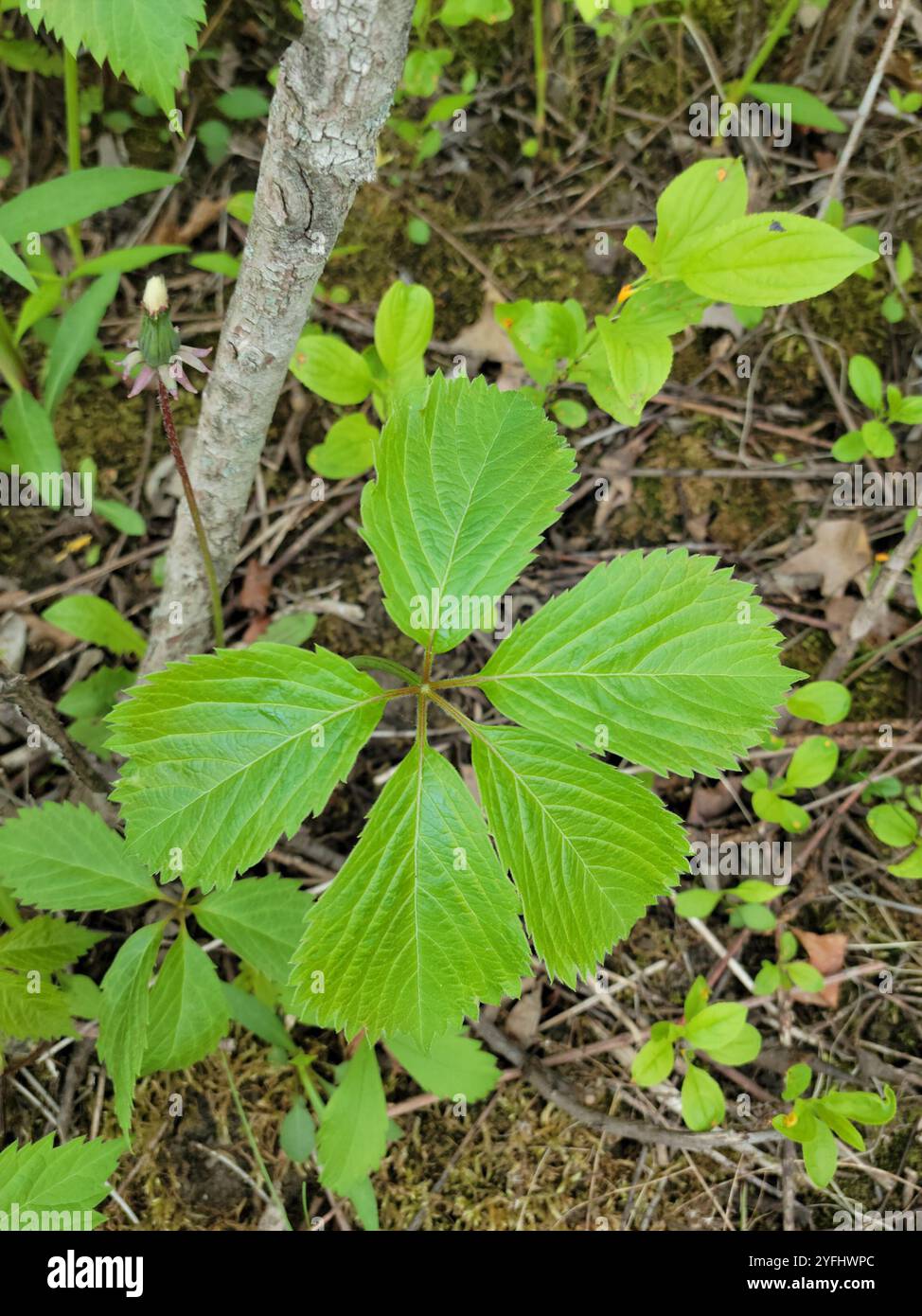 thicket creeper (Parthenocissus inserta Stock Photo - Alamy