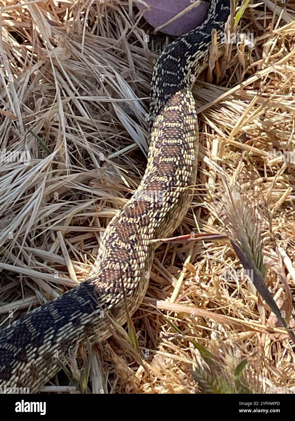 Pacific Gopher Snake (Pituophis catenifer catenifer Stock Photo - Alamy