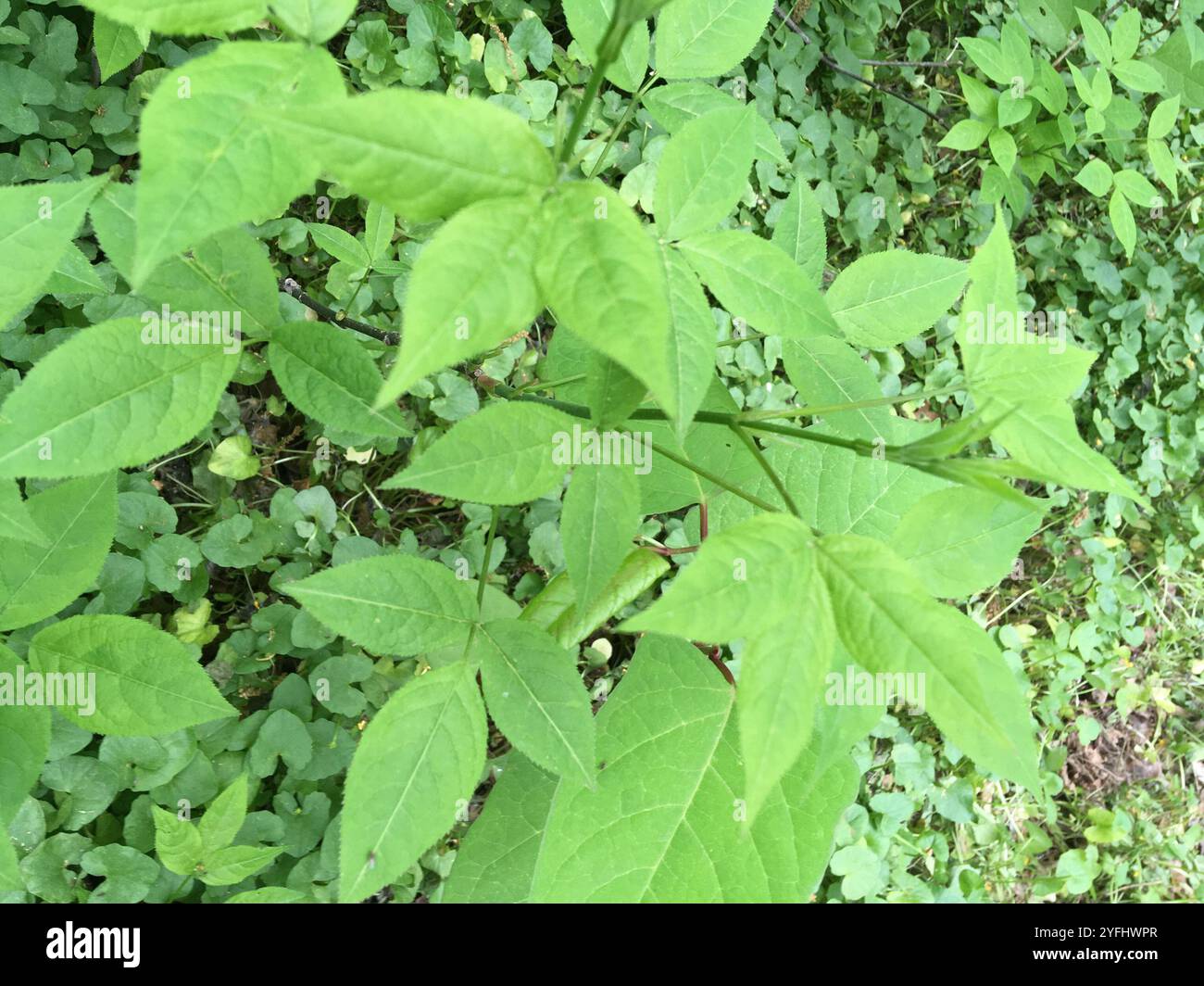American bladdernut (Staphylea trifolia Stock Photo - Alamy