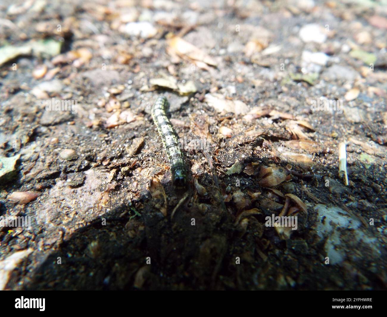 Spring Usher Moth (Agriopis leucophaearia Stock Photo - Alamy