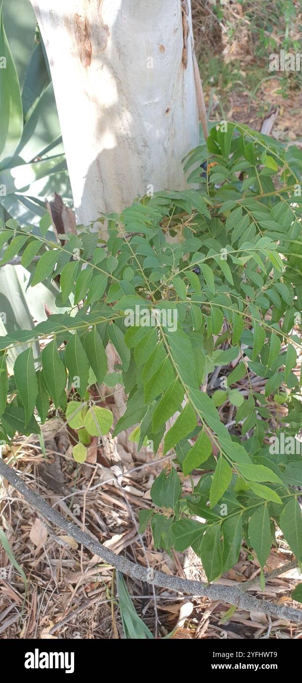Curry Tree (Murraya koenigii Stock Photo - Alamy