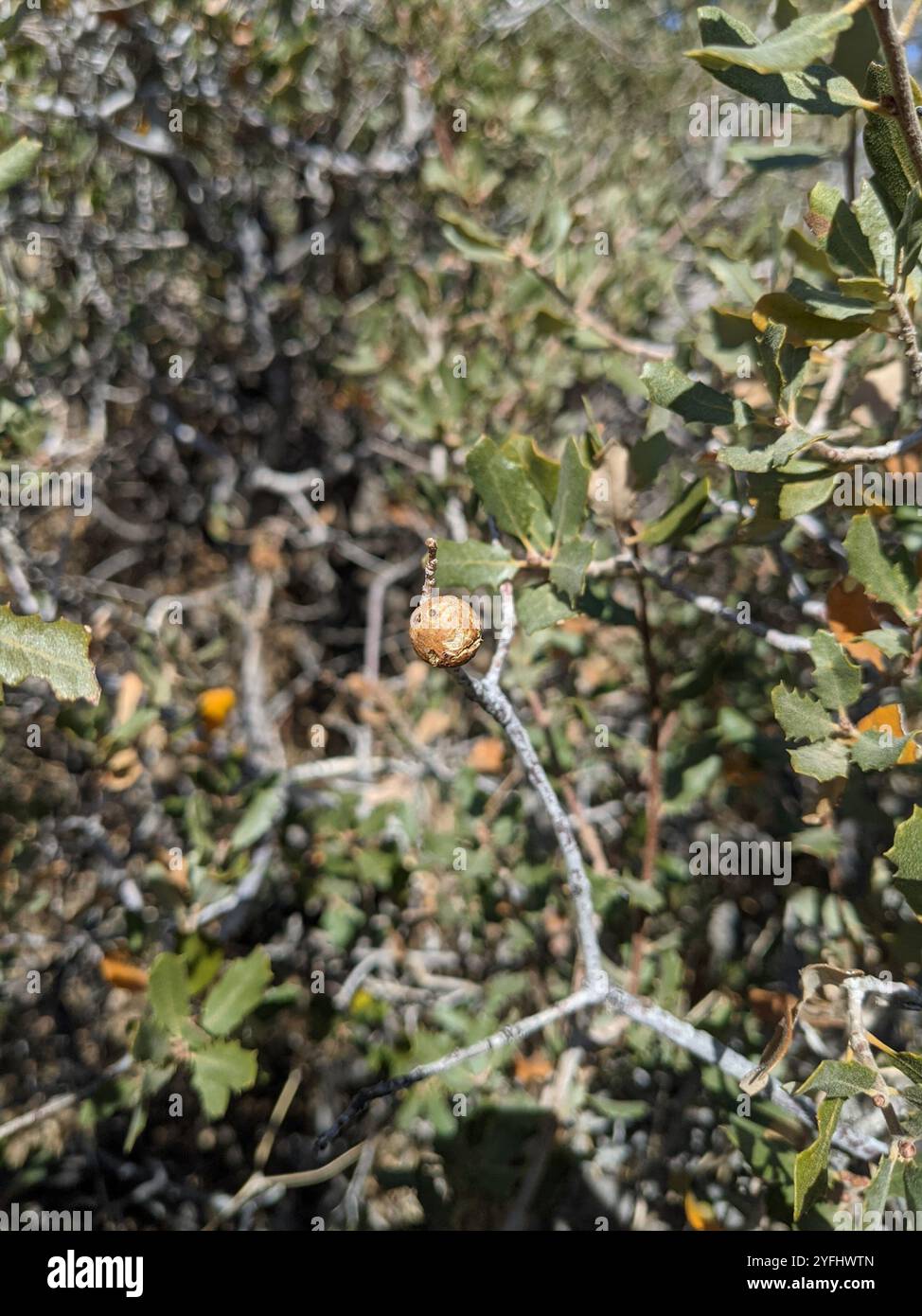 Beaked Twig Gall Wasp (Burnettweldia plumbella Stock Photo - Alamy
