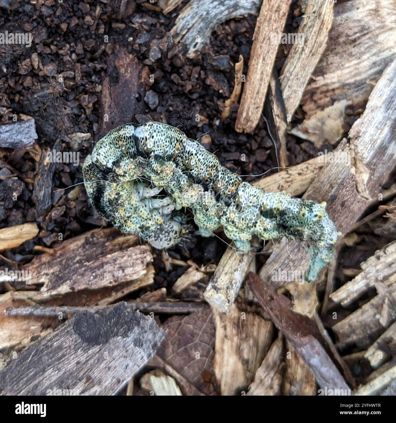 Live Oak Metria Moth (Metria amella Stock Photo - Alamy