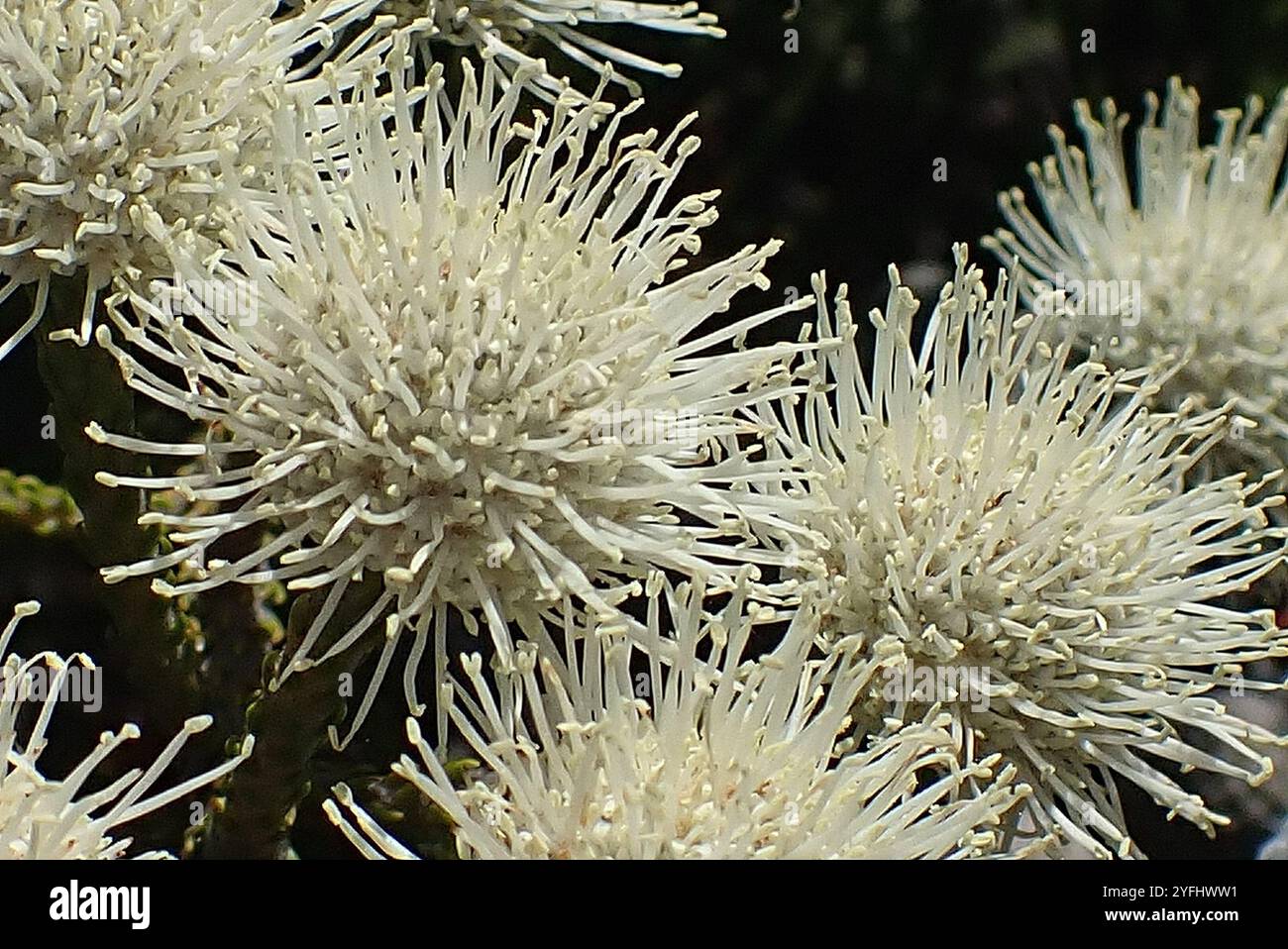 Cone Stompie (Brunia noduliflora Stock Photo - Alamy