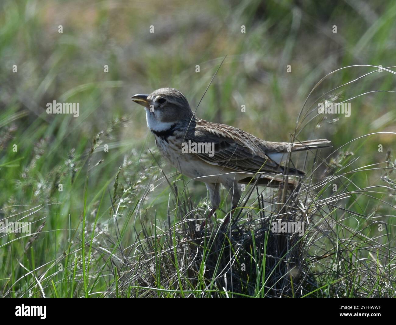 Calandra Lark (Melanocorypha calandra Stock Photo - Alamy