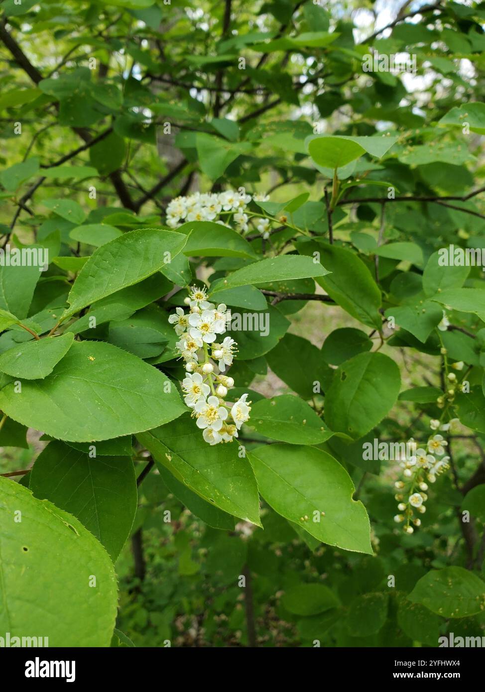 chokecherry (Prunus virginiana Stock Photo - Alamy