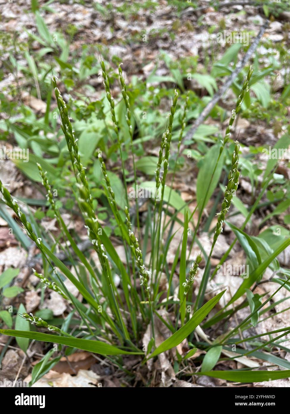 White-grained Mountain-ricegrass (Oryzopsis asperifolia Stock Photo - Alamy