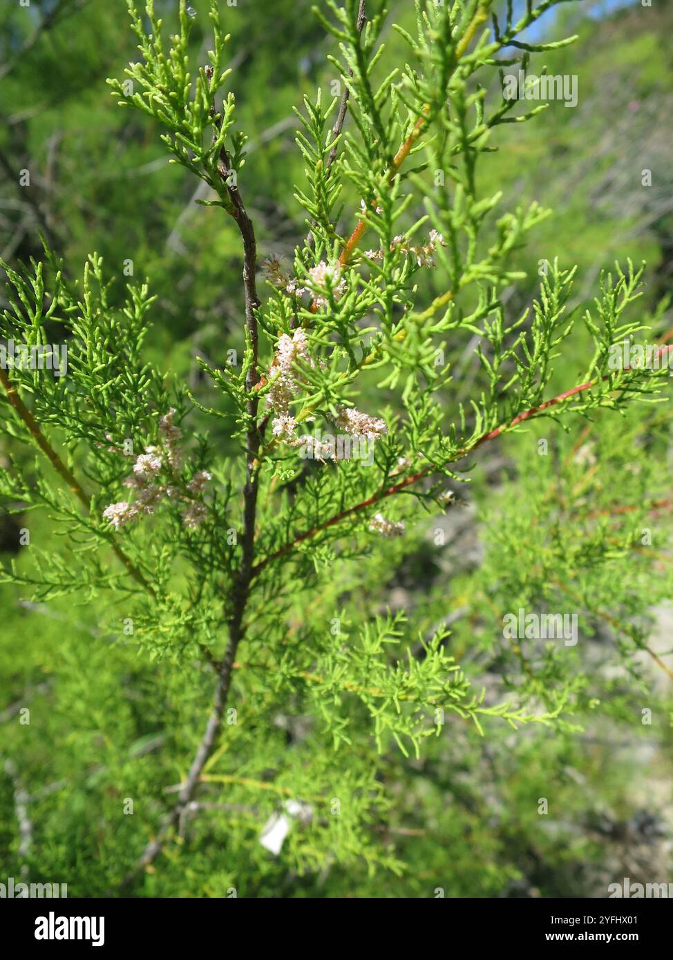 Tamarisk tamarix africana hi-res stock photography and images - Alamy