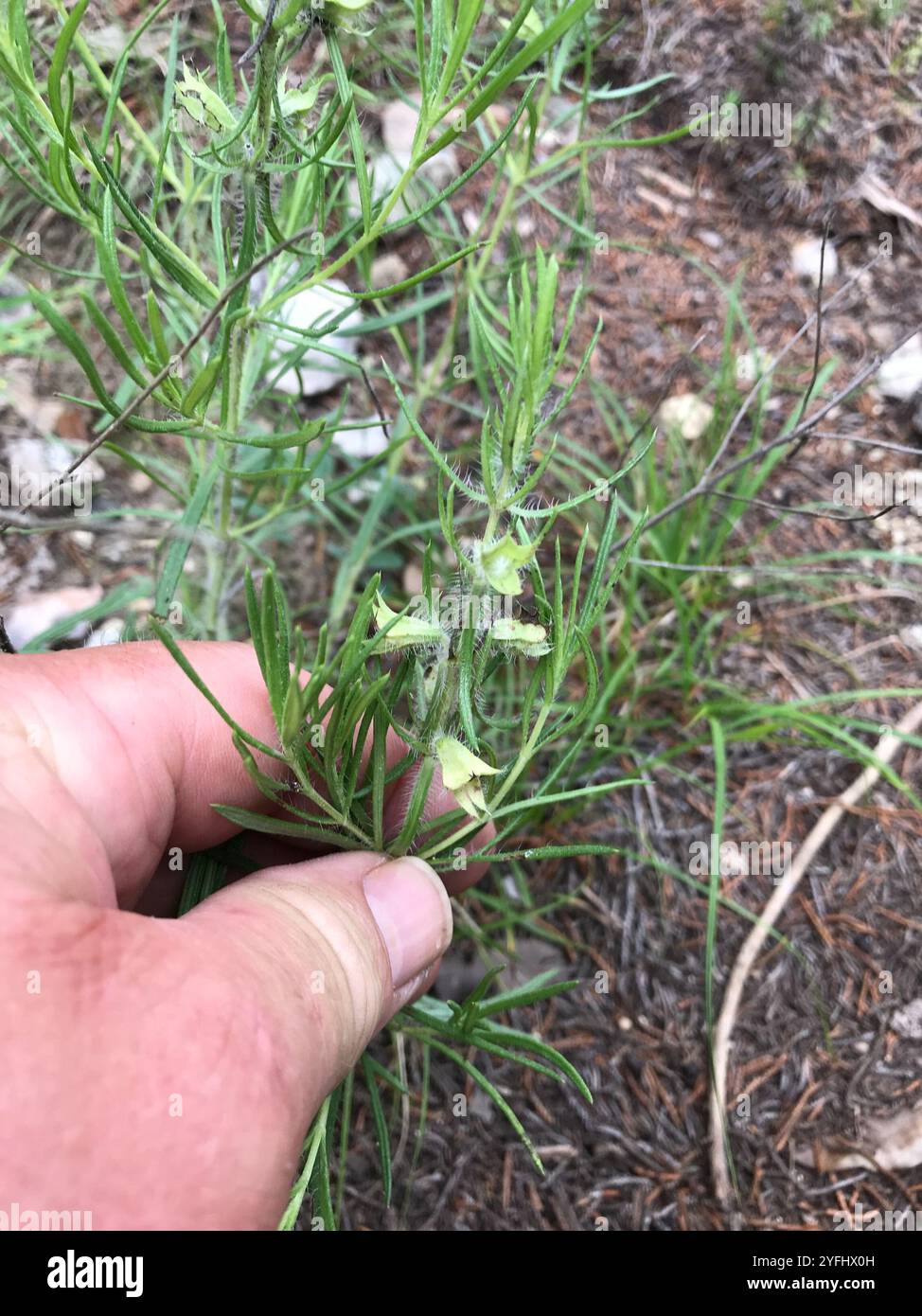 Texas Sage (Salvia texana Stock Photo - Alamy