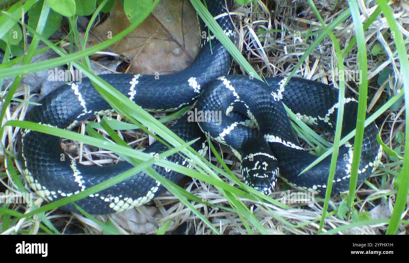 Eastern Kingsnake (Lampropeltis getula Stock Photo - Alamy