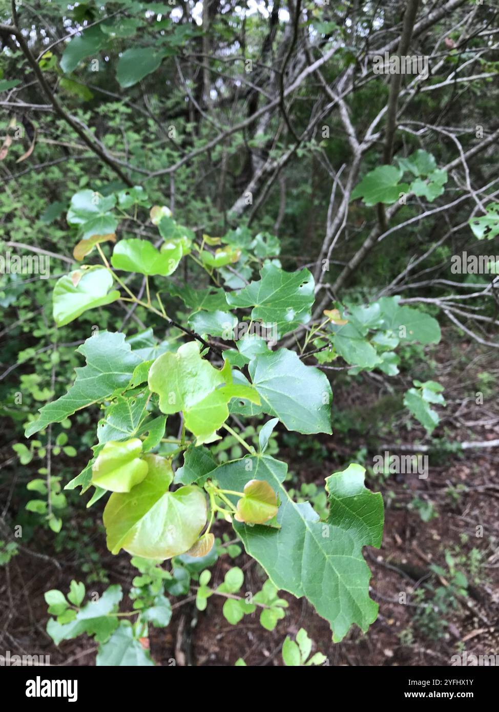 Texas redbud (Cercis canadensis texensis Stock Photo - Alamy