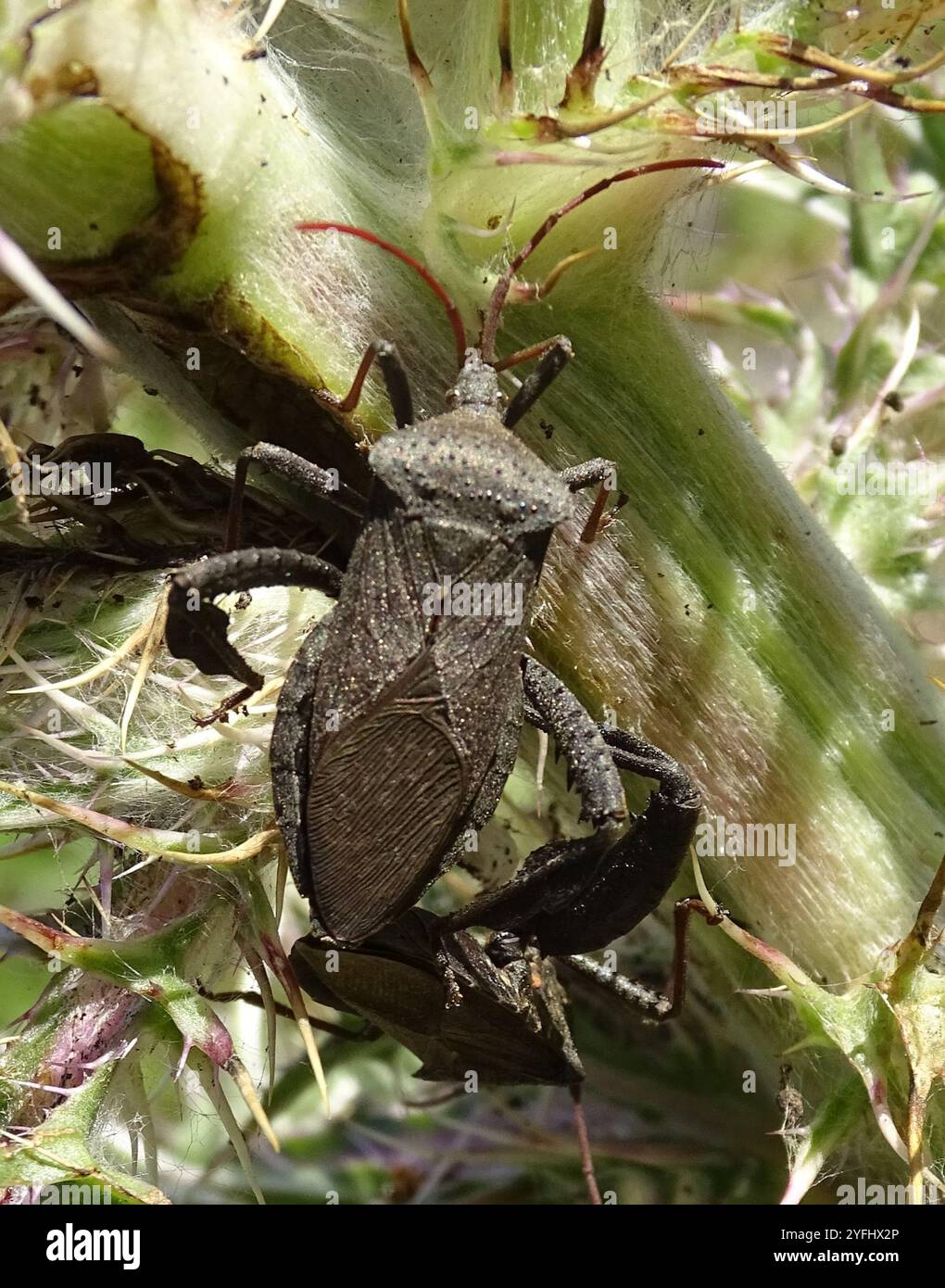 Florida Leaf-footed Bug (Acanthocephala femorata Stock Photo - Alamy