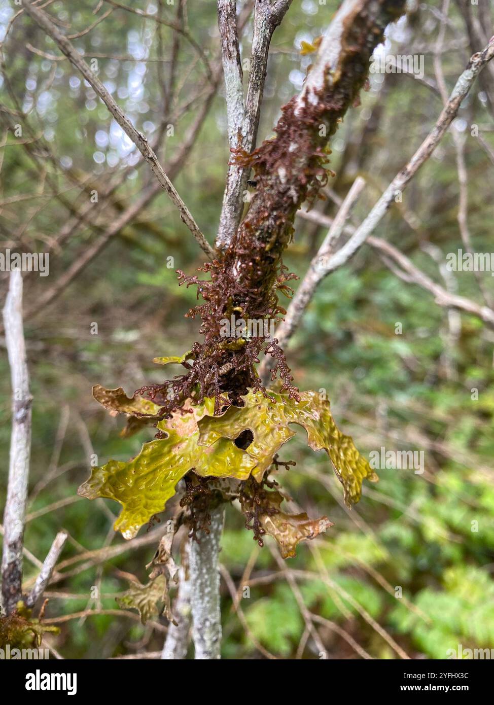Tree Lungwort (Lobaria pulmonaria Stock Photo - Alamy