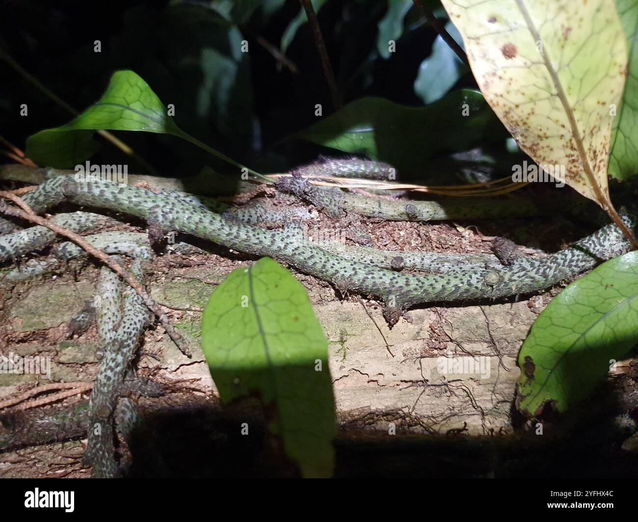 Kangaroo Fern (Microsorum pustulatum pustulatum Stock Photo - Alamy