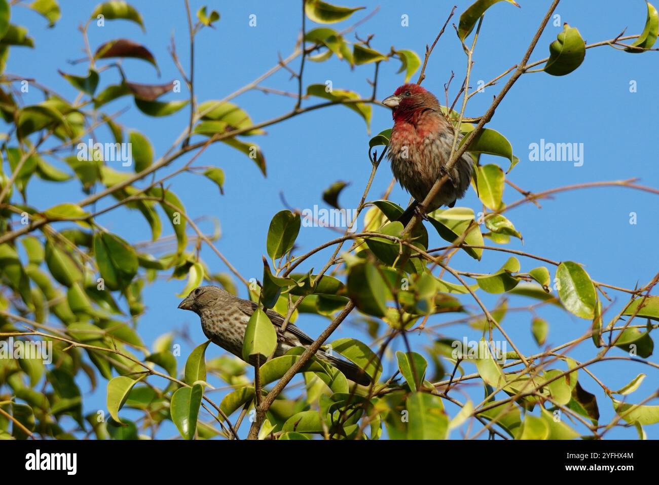 House Finch (Haemorhous mexicanus Stock Photo - Alamy