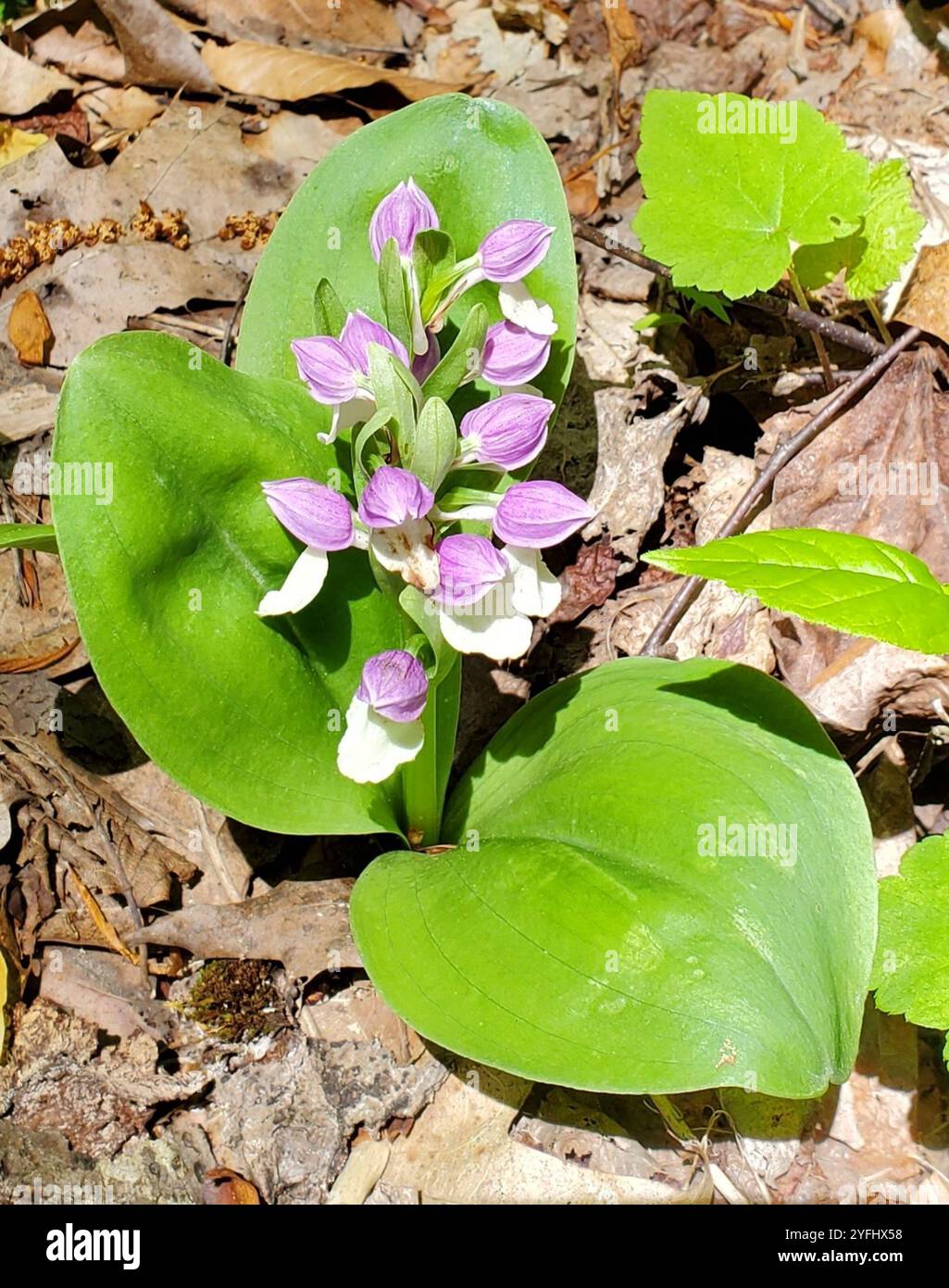 showy orchis (Galearis spectabilis Stock Photo - Alamy
