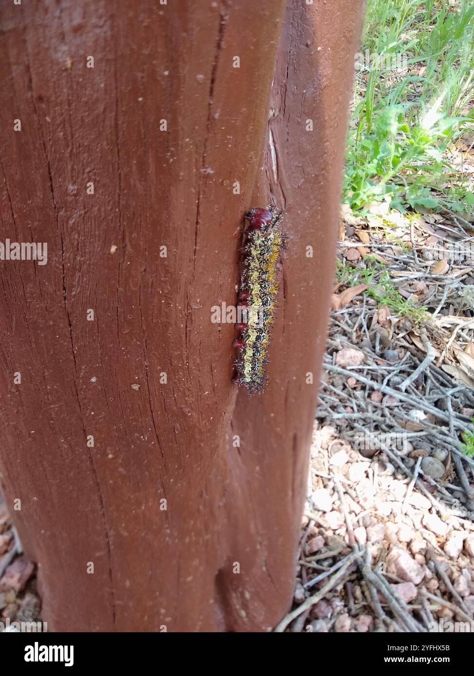 Texas Buck Moth (Hemileuca peigleri Stock Photo - Alamy