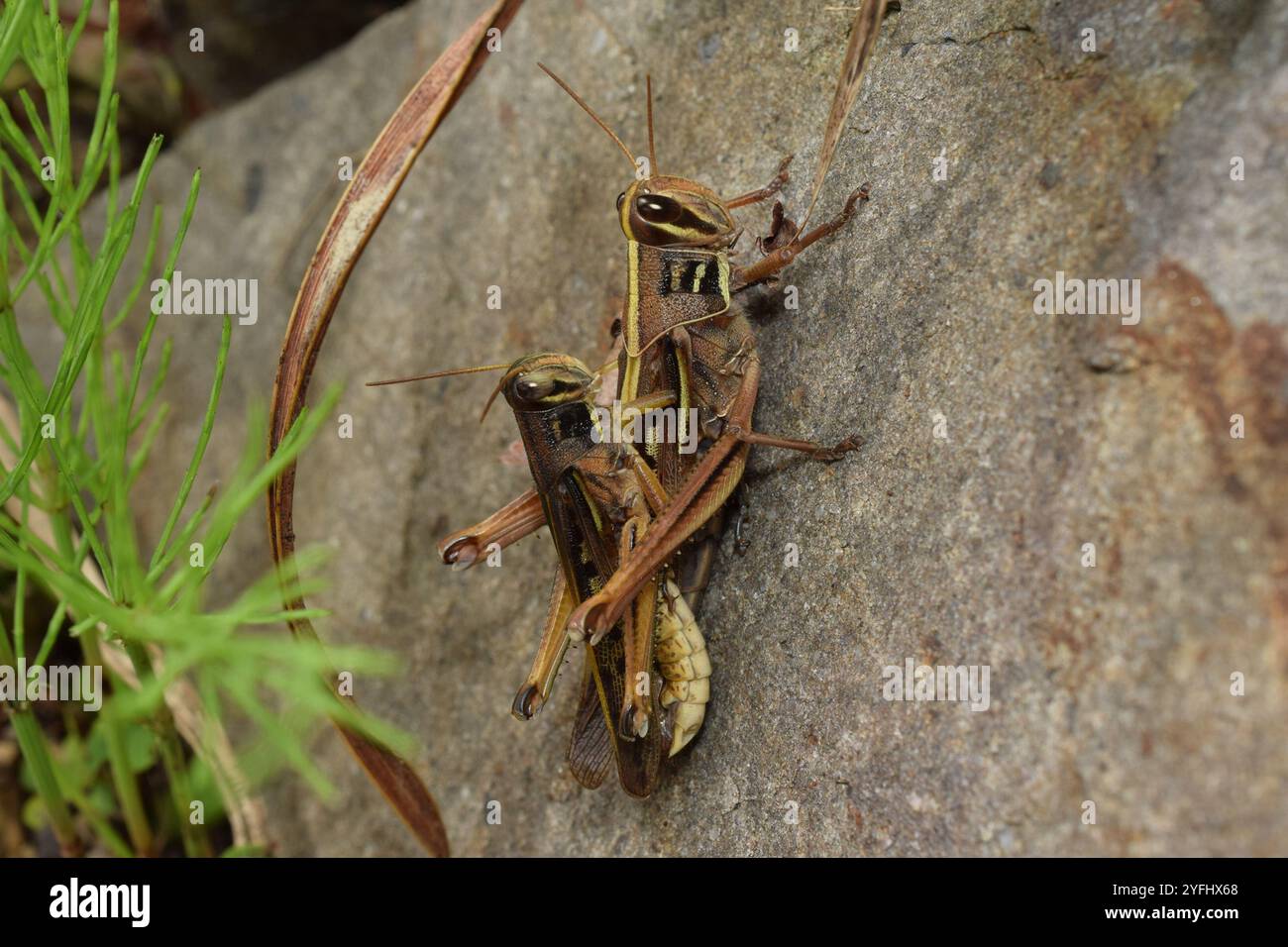 Patanga japonica hi-res stock photography and images - Alamy