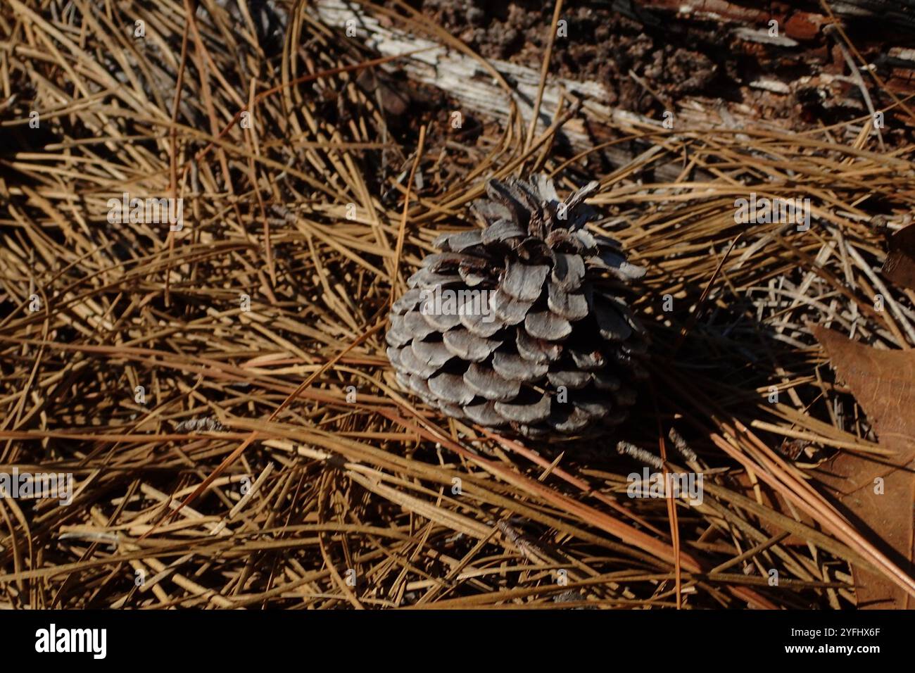 pond pine (Pinus serotina Stock Photo - Alamy