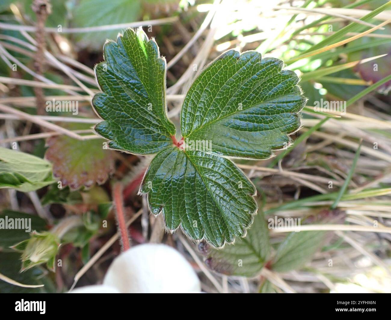 Beach strawberry fragaria chiloensis hi-res stock photography and ...
