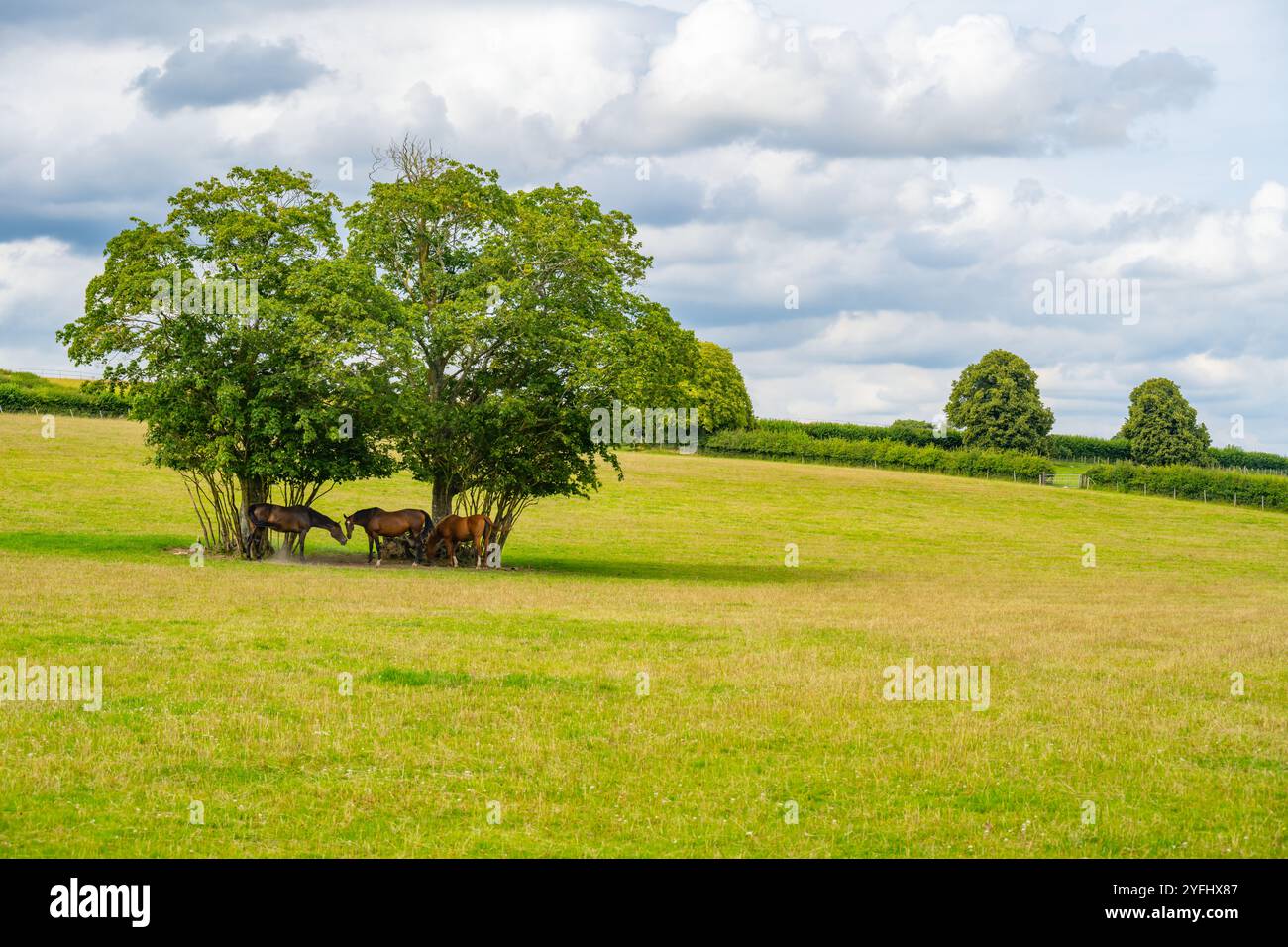 Horses sheltering under trees near Scotney Castle Kent Stock Photo - Alamy