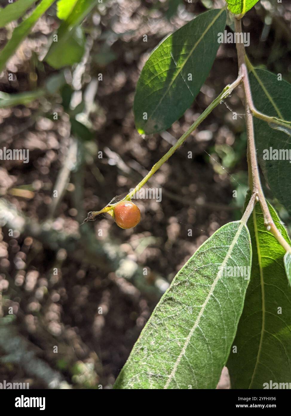 Willow Apple Gall Sawfly (Euura californica Stock Photo - Alamy