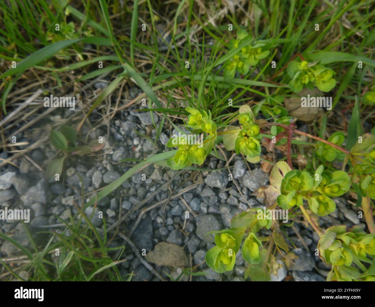 Sun spurge (Euphorbia helioscopia Stock Photo - Alamy