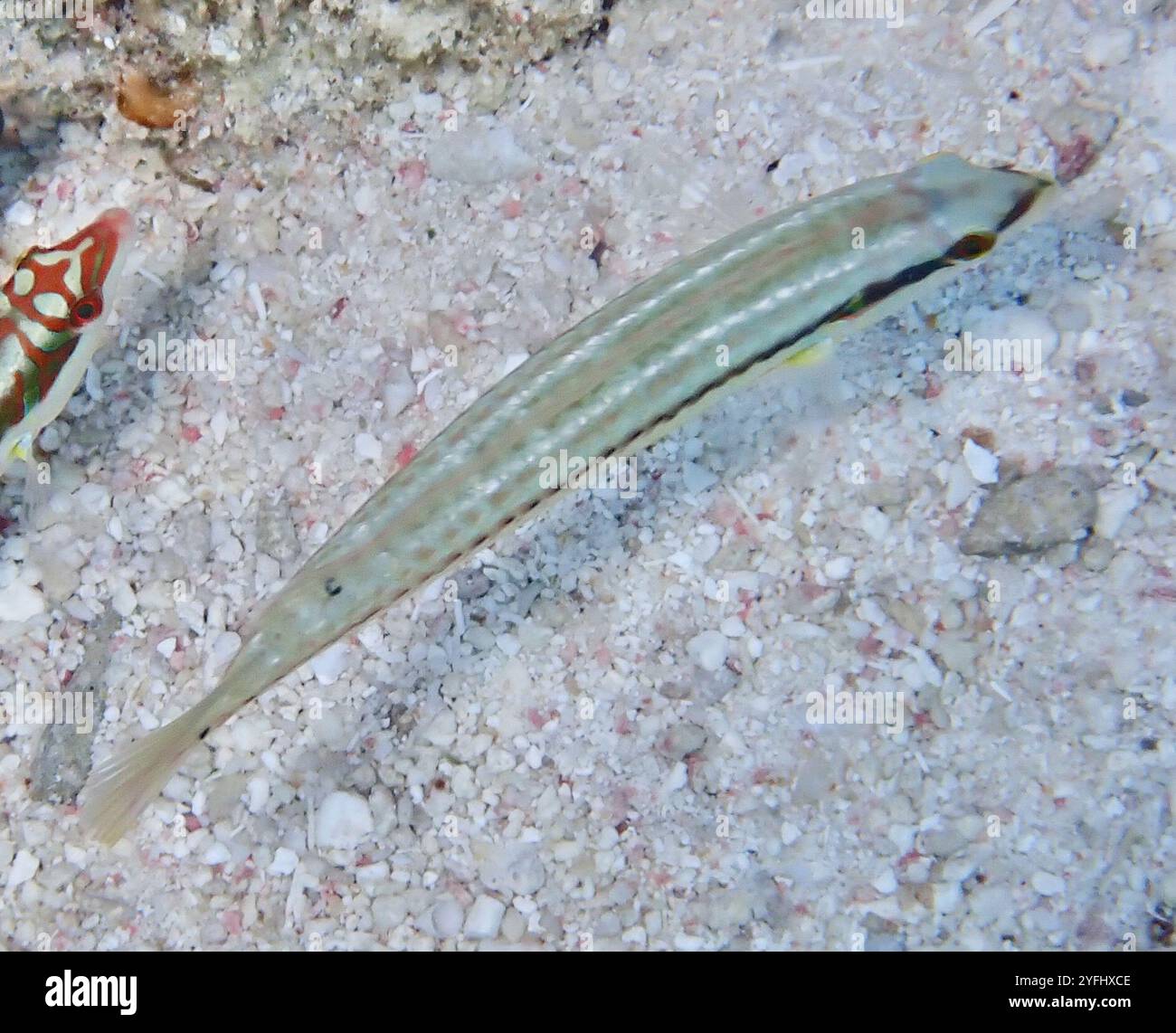 Slippery Dick (Halichoeres bivittatus Stock Photo - Alamy Slippery Dick (Halichoeres bivittatus Stock Photo - Alamy