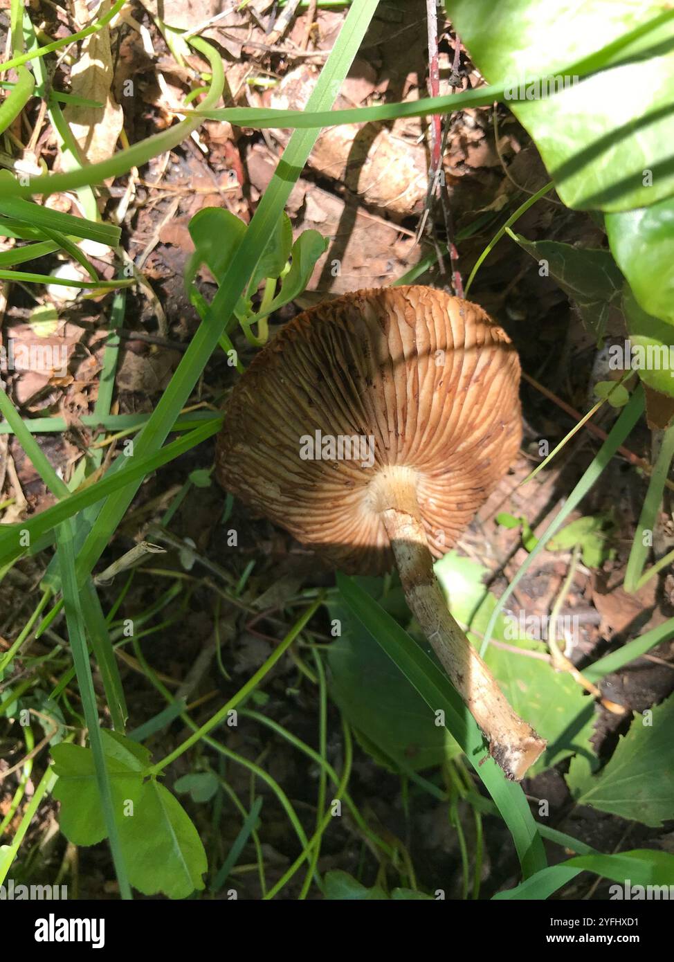 Spring Fieldcap (Agrocybe praecox Stock Photo - Alamy
