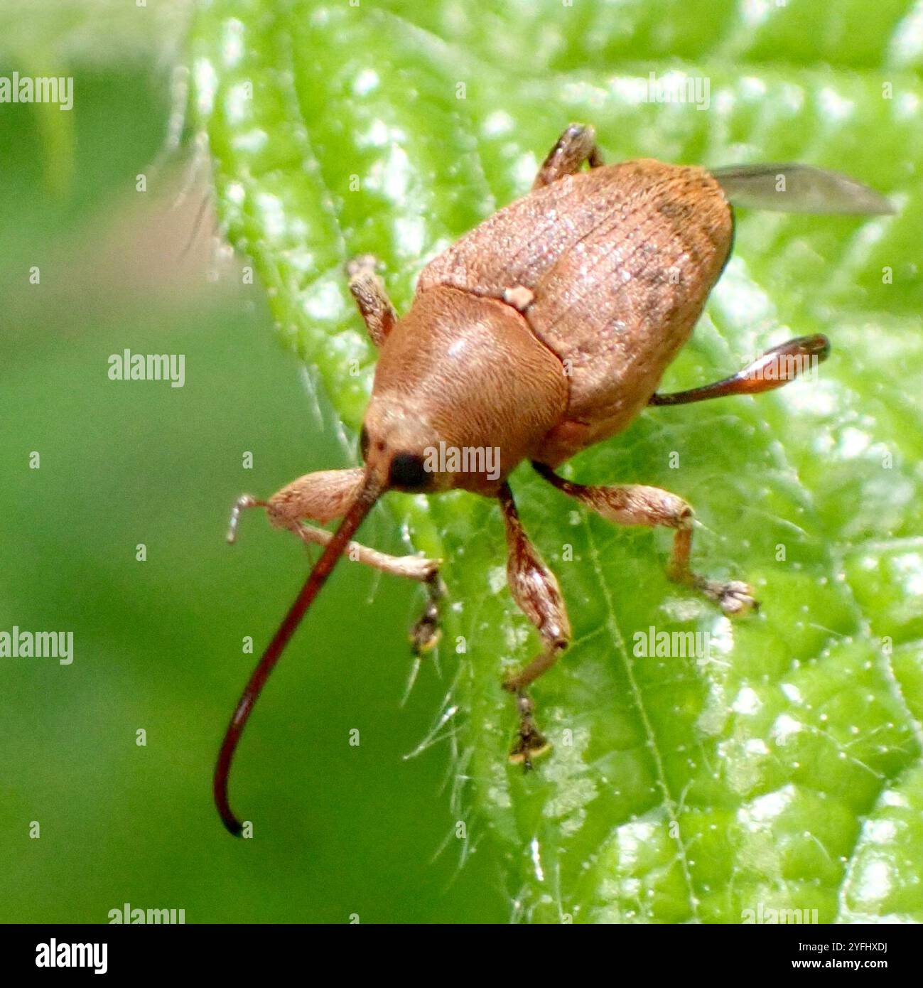 acorn weevil (Curculio glandium Stock Photo - Alamy