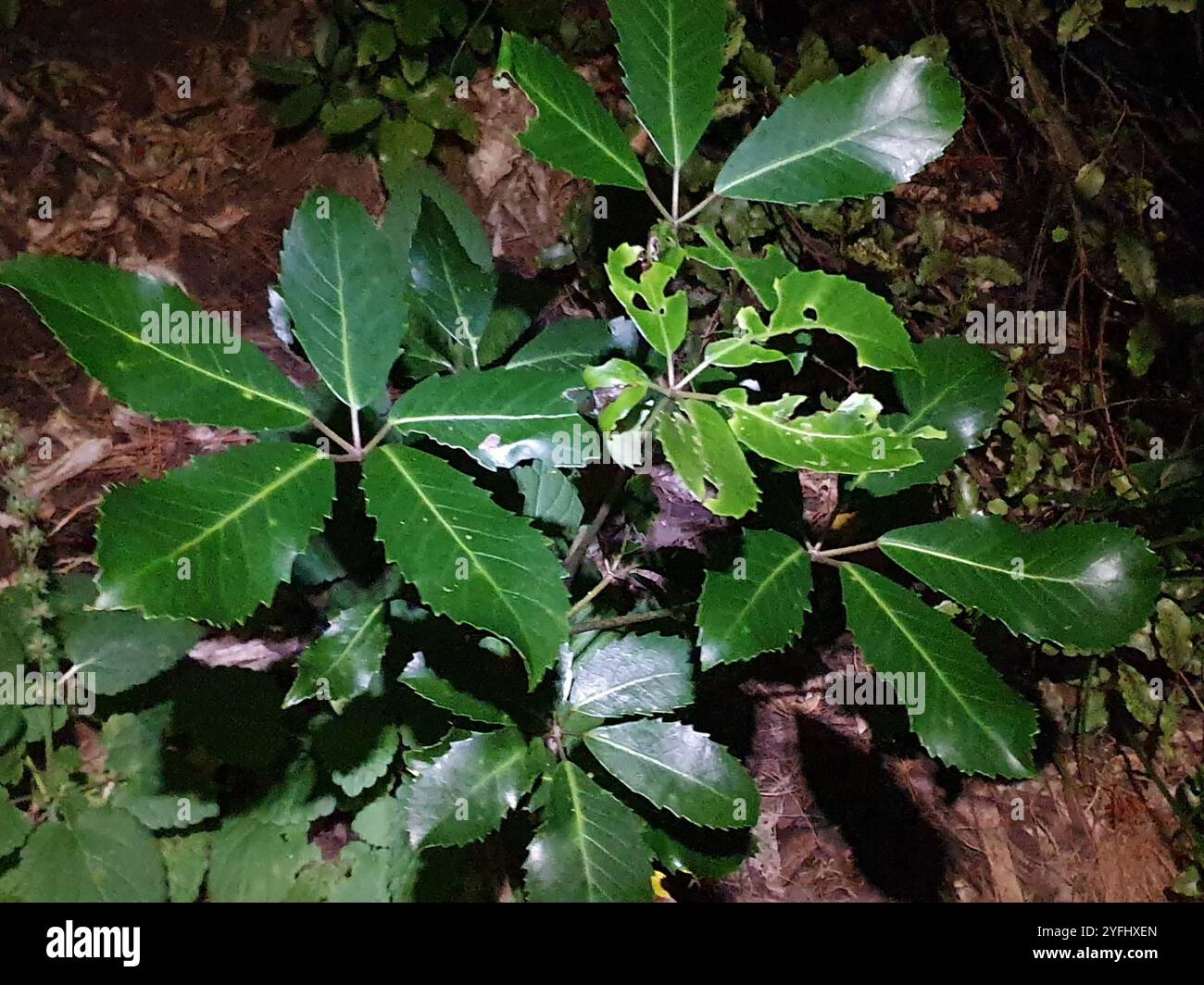 five finger (Pseudopanax arboreus Stock Photo - Alamy