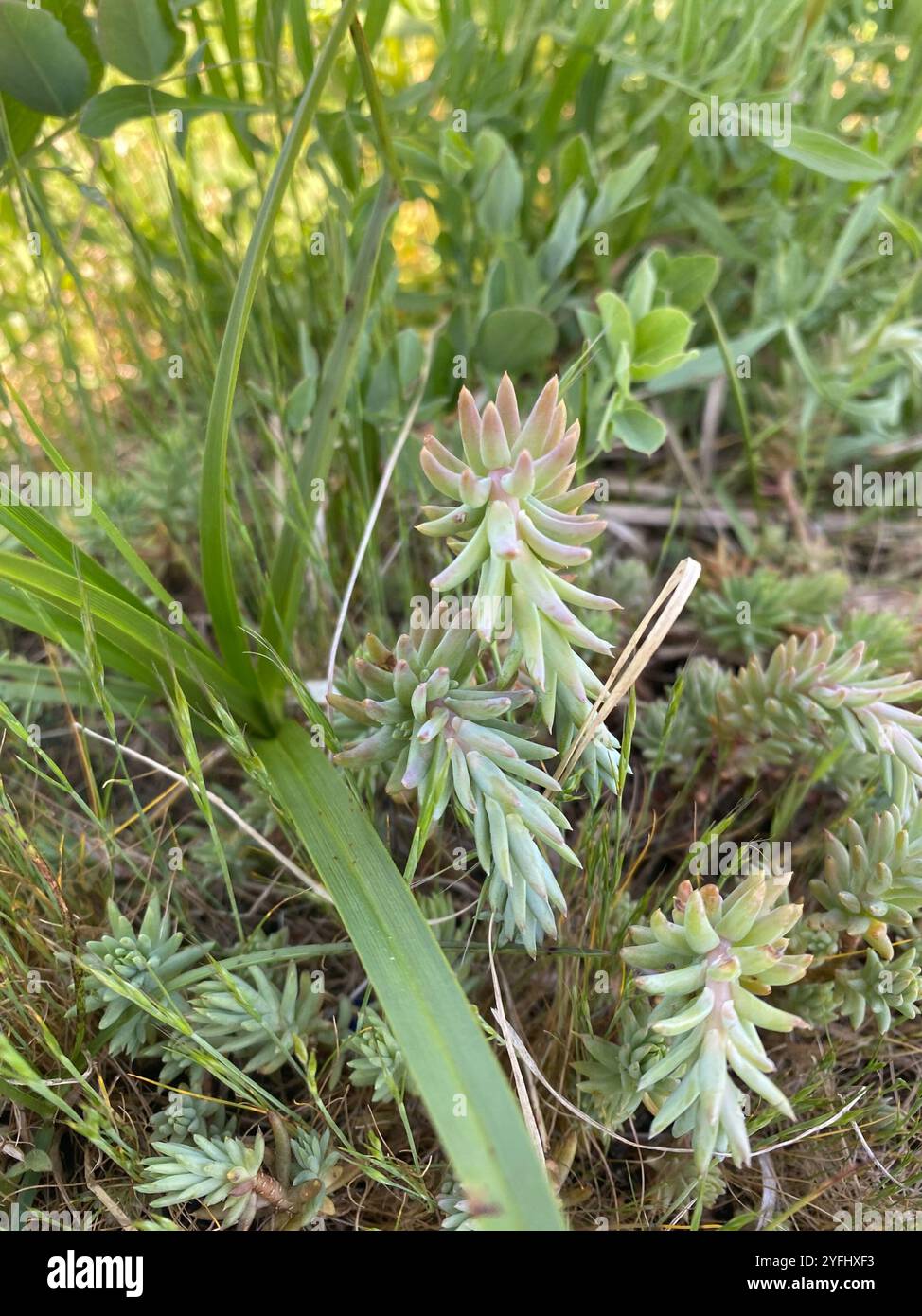 Reflexed Stonecrop (Petrosedum rupestre Stock Photo - Alamy