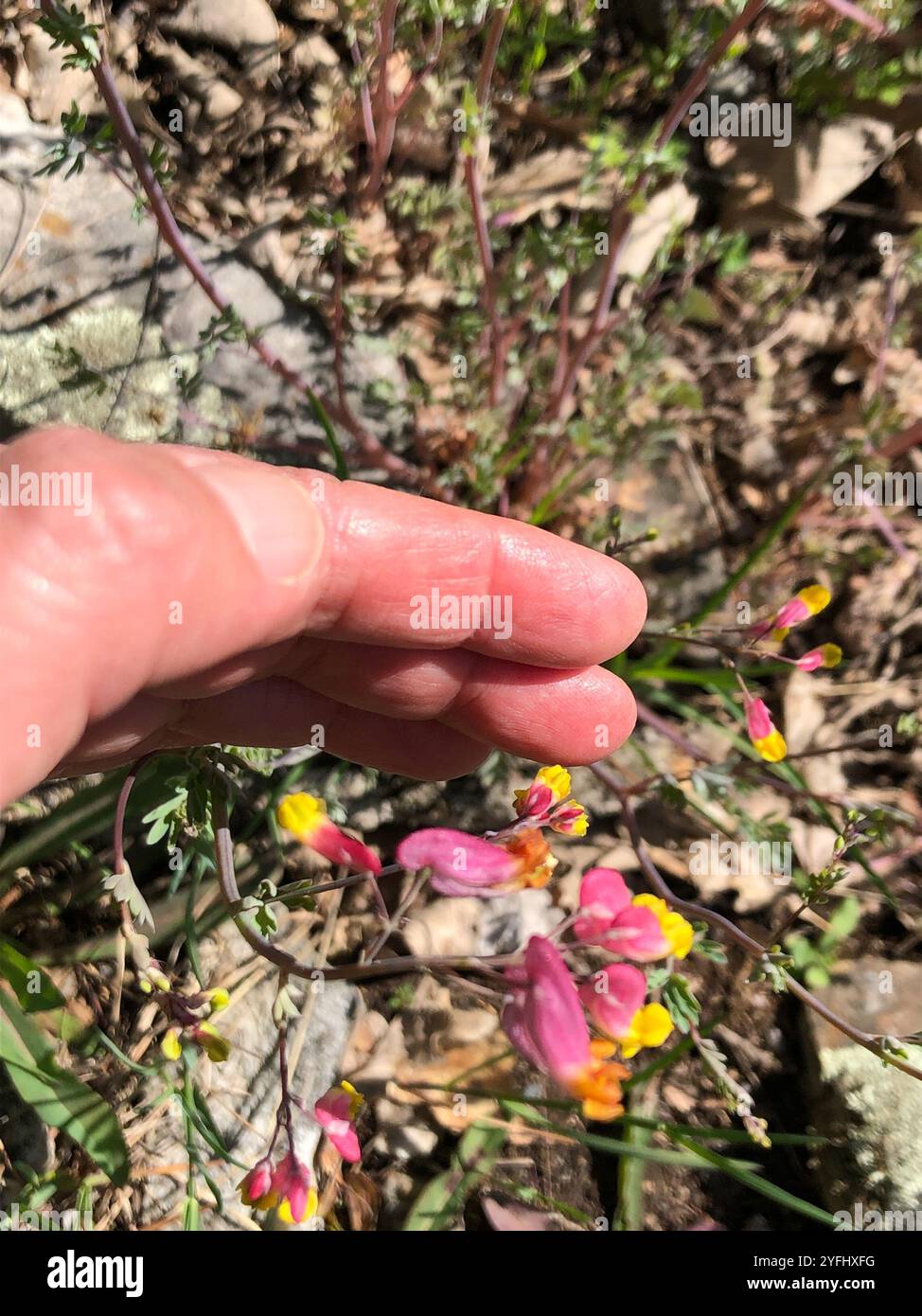 Capnoides sempervirens hi-res stock photography and images - Alamy