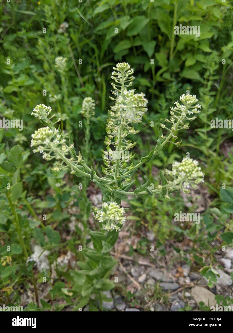 field peppergrass (Lepidium campestre Stock Photo - Alamy