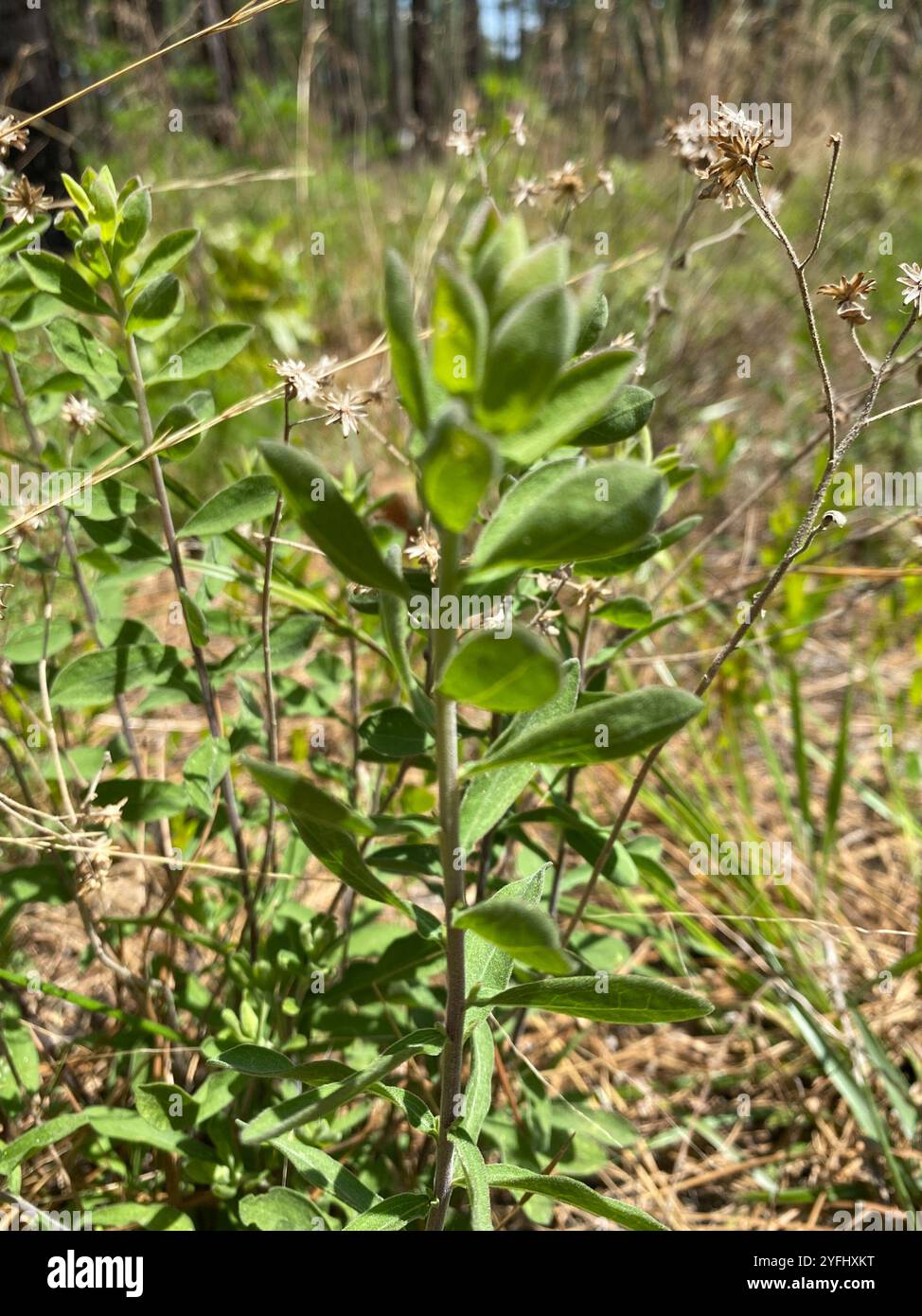 Dixie aster (Sericocarpus tortifolius Stock Photo - Alamy