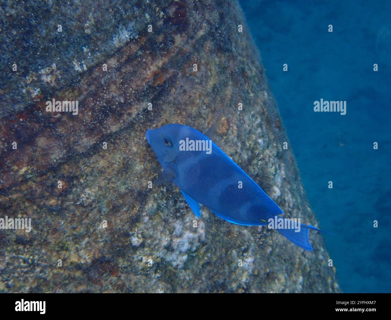 Atlantic Blue Tang (Acanthurus coeruleus Stock Photo - Alamy
