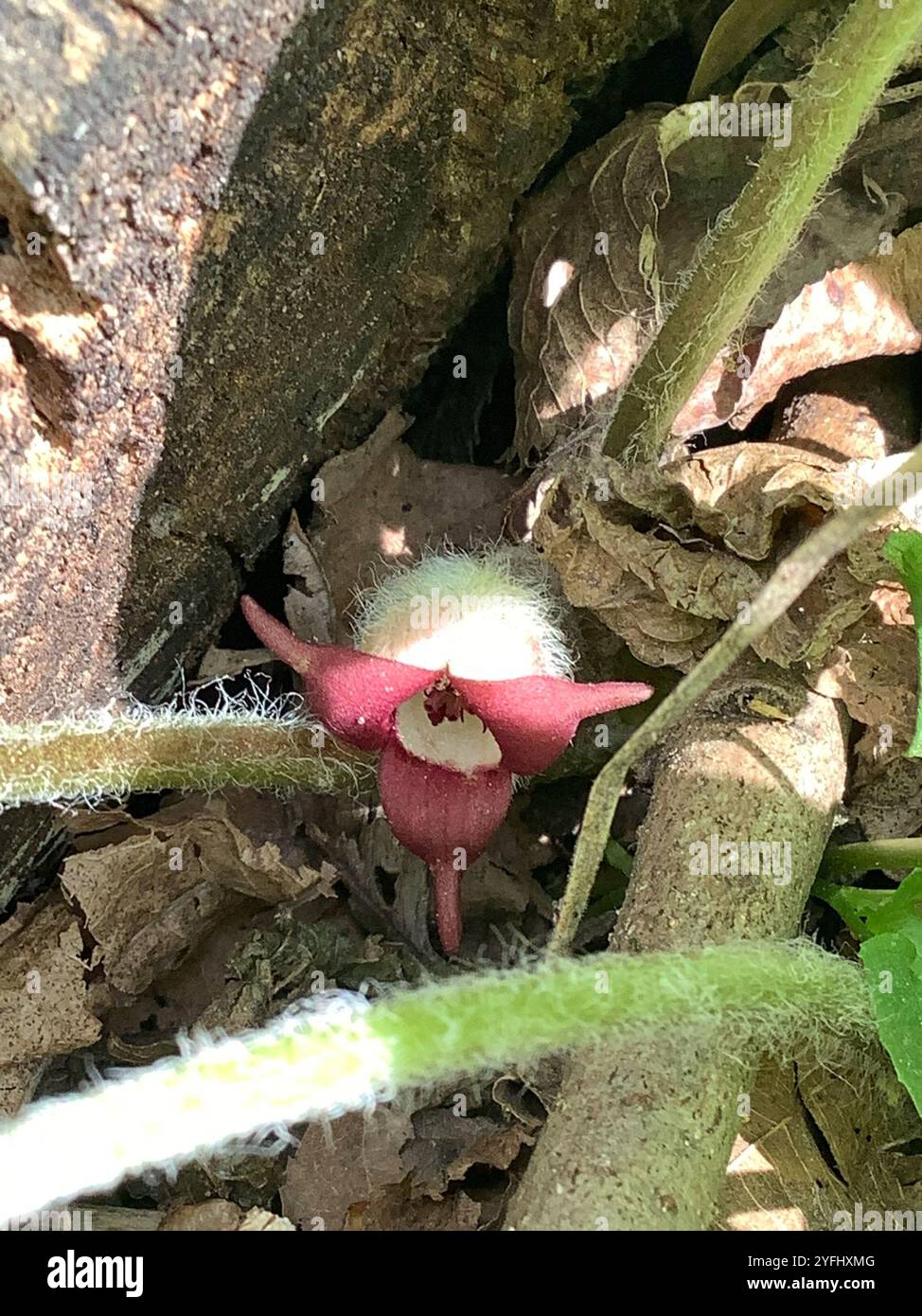 Canadian wild ginger (Asarum canadense Stock Photo - Alamy