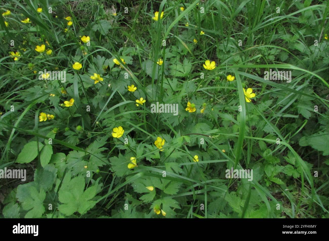 Creeping buttercup (Ranunculus repens Stock Photo - Alamy