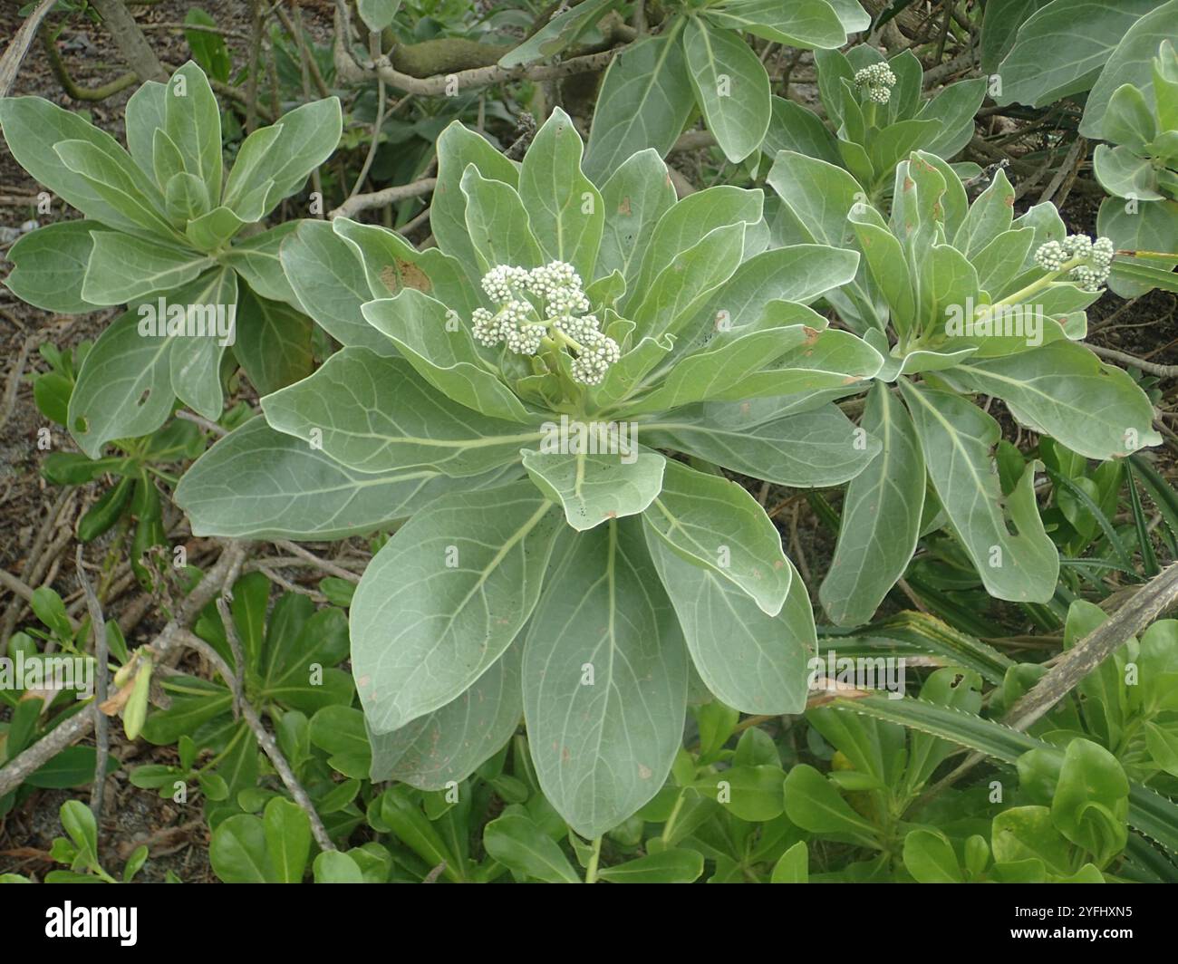 tree heliotrope (Heliotropium arboreum Stock Photo - Alamy