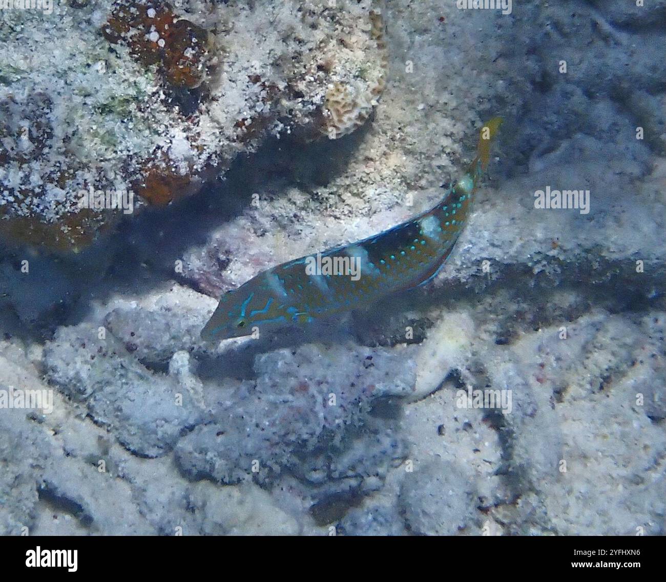 Puddingwife Wrasse (Halichoeres radiatus Stock Photo - Alamy