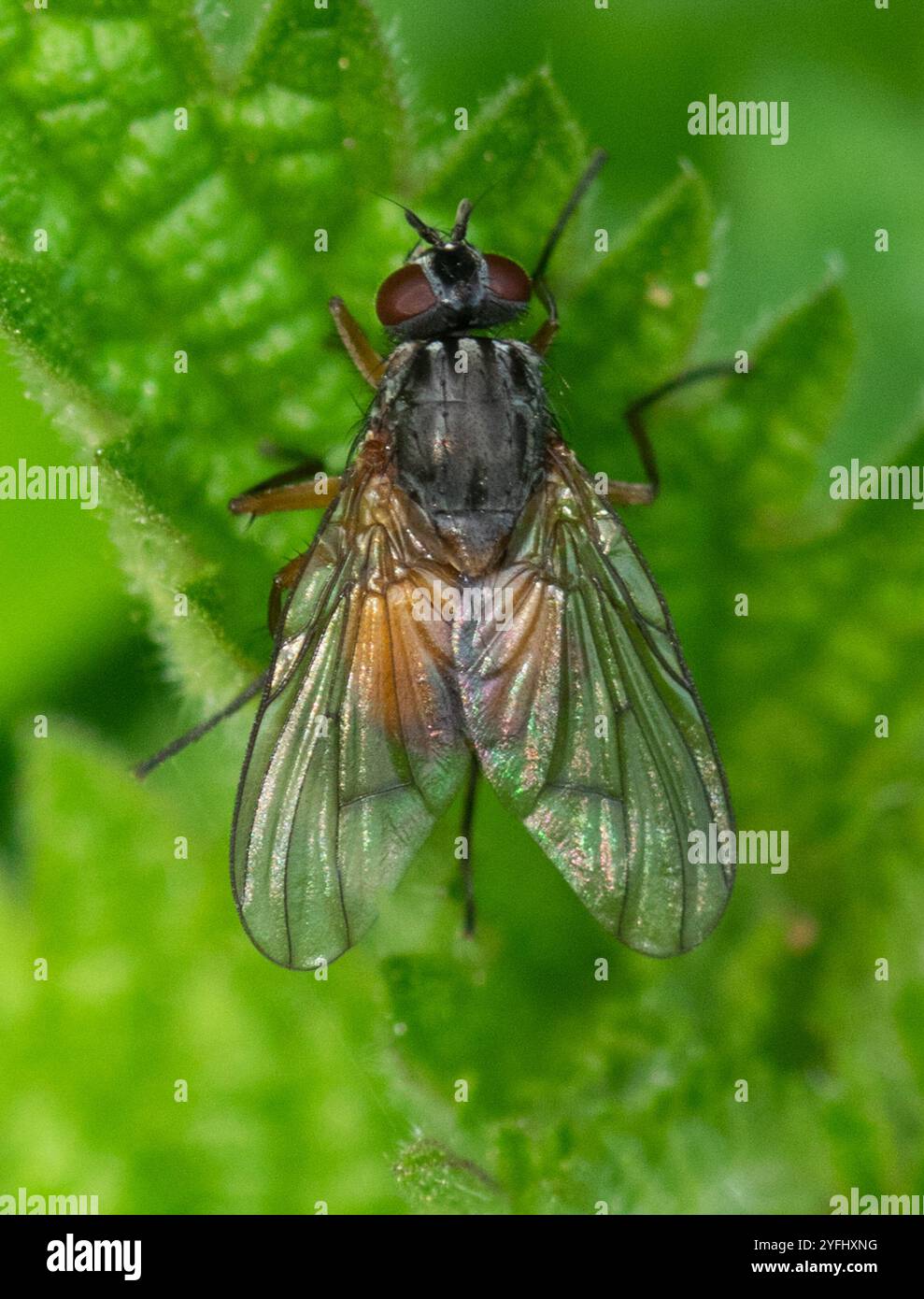 Phaonia subventa hi-res stock photography and images - Alamy
